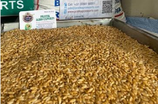 Bhalia Wheat gets exported to Kenya and Sri Lanka - IndiaTIES