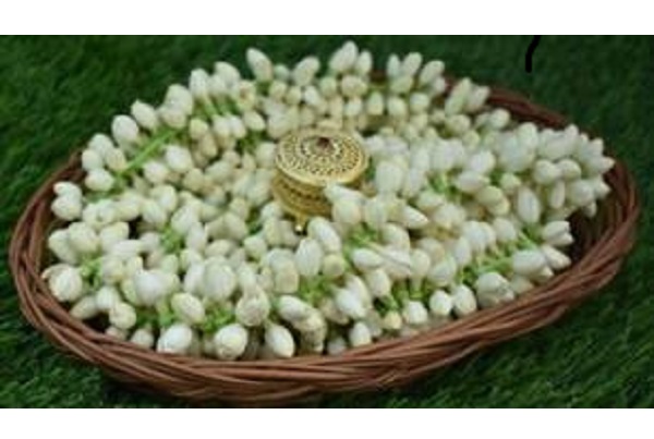 GI certified Madurai Malli sees intl market - IndiaTIES